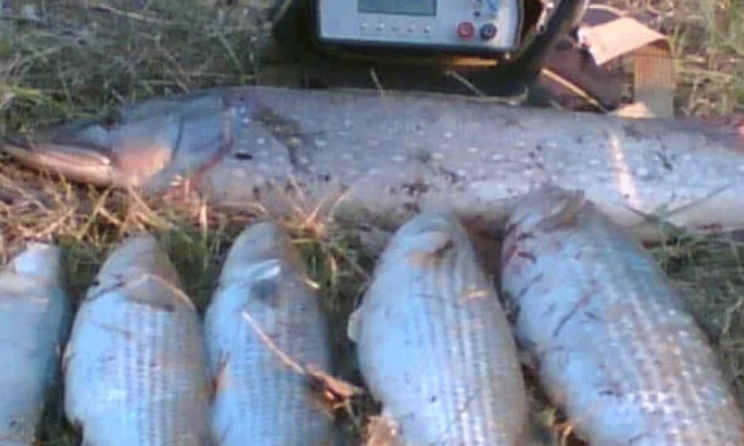 Pescavano con elettrostorditori e stoccavano pesce a Borgo Ticino ... Pescavano con elettrostorditori e stoccavano pesce a Borgo Ticino ...
