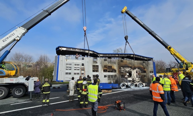 Camion carico di bestiame va a fuoco sulla Torino - Aosta: morti 40 ... Camion carico di bestiame va a fuoco sulla Torino - Aosta: morti 40 ...